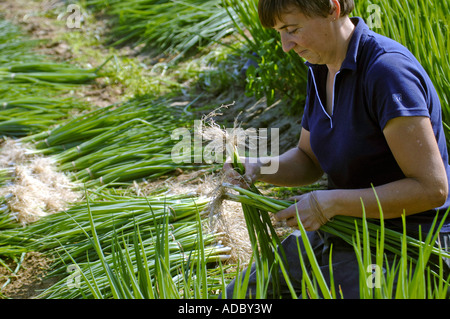 Harvesting spring onions Belgium Stock Photo - Alamy
