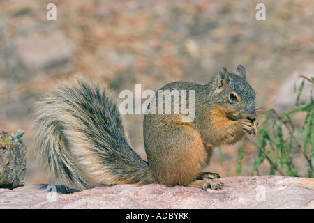 Apache Fox Squirrel Sciurus nayaritensis chiricahuae Portal Chiricahua ...