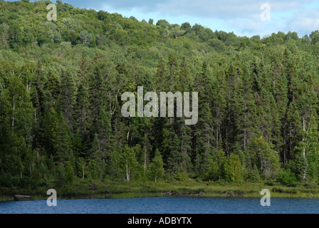 Canadian Forest in Summer Stock Photo - Alamy