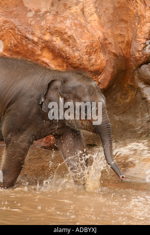 Asian Elephant playing in water Stock Photo - Alamy