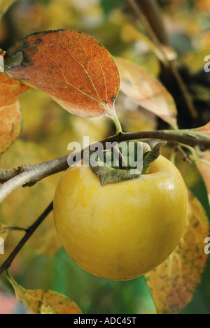 selective focus of whole persimmons in colander on blue background ...
