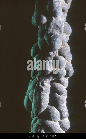 Detail of lava stalagmite at lava-tube. Volcanic speleology Stock Photo ...