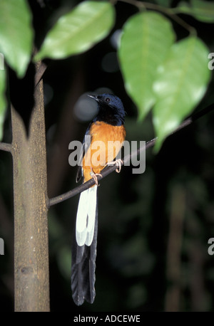 White-rumped shama, Copsychus malabaricus, blue and orange rare bird ...