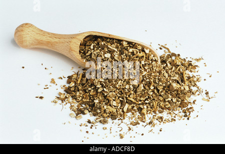Medicinal plant Cephaelis Ipecacuanha roots Brechwurzel Stock Photo - Alamy