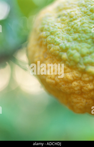 background texture nature kaffir lime slice herbal medication local ...