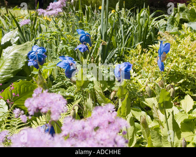 Pink Meconopsis (Himalayan Poppy) Flowers & Seed heads in a Border at ...