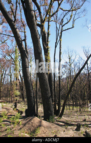 Scorched trees and new growth after a forest fire in Yellowstone ...