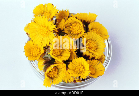 Tussilago farfara, commonly known as coltsfoot is a plant in the ...