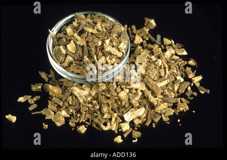 Medicinal plant Angelica dry root Angelica radix Stock Photo - Alamy
