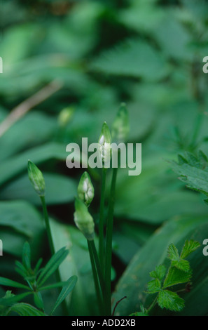 Ransom plants - wild garlic- showing leaves Stock Photo - Alamy