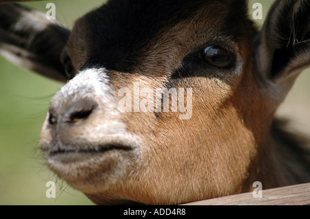 Close up portrait of a goat with ginger beard at sunset Stock Photo - Alamy