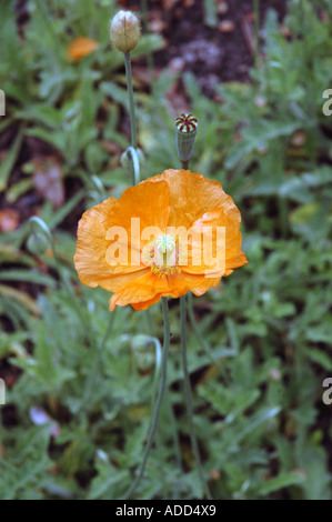 Atlas Poppy Papaver atlanticum also called Moroccan Poppy Stock Photo ...