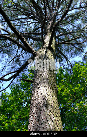 Pond pine tree (Pinus serotina) view from ground perspective Stock ...