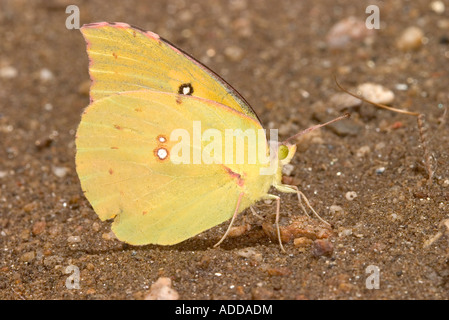 Dogface butterfly, California state insect, on coyote mint, Los Angeles ...