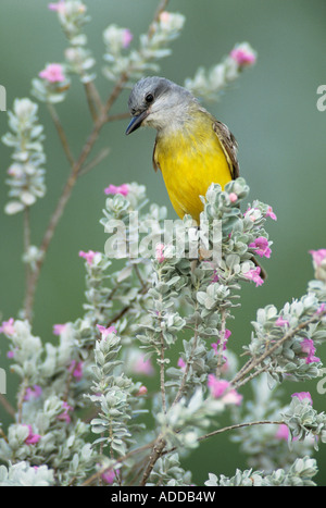 Couch's Kingbird (Tyrannus couchii), Rio Grande City, Texas, USA Stock ...