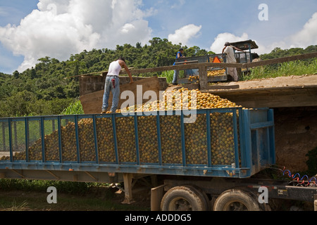 Harvest of Oranges in Belize Stock Photo - Alamy