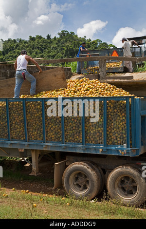 Harvest of Oranges in Belize Stock Photo - Alamy