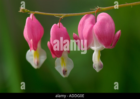 "Bleeding Hearts" Dicentra Spectabilis Stock Photo - Alamy