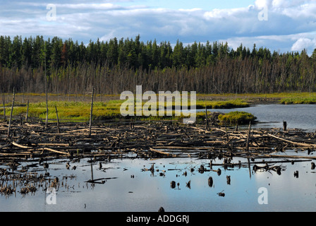 Marsh and destroyed Forest Quebec Canada Stock Photo - Alamy