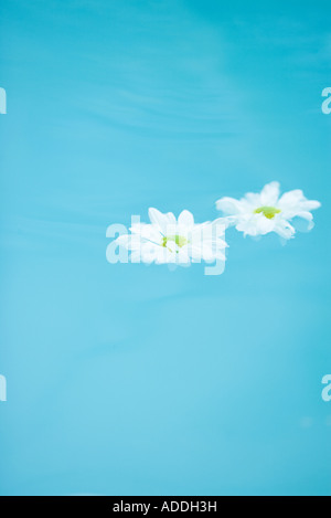 Daisies floating on surface of water Stock Photo - Alamy