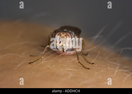 female Savannah Tsetse fly (Glossina morsitans morsitans) giving birth ...
