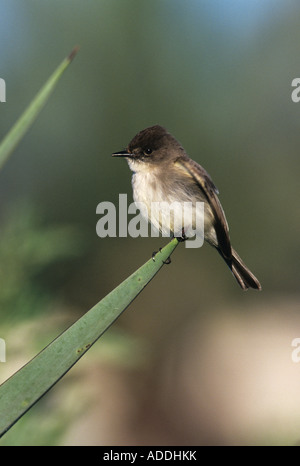 Eastern Phoebe (Sayornis phoebe), Texas Stock Photo - Alamy