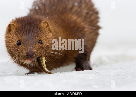 American mink Mustela vison eating koi fv cu Stock Photo - Alamy