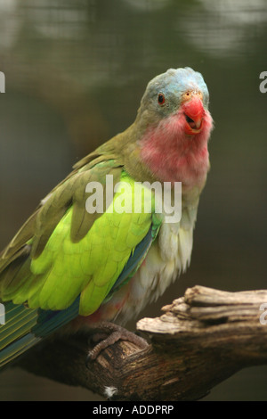 Princess Parrot (Polytelis alexandrae Stock Photo - Alamy