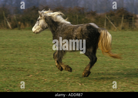 Celtic rare breed Eriskay Pony from the Outer Hebrides Scotland HOMER ...
