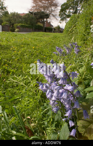 Roadside hedgerow planted with Spanish bluebells Stock Photo - Alamy