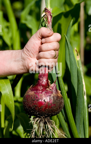 Organic vegetable garden, green onion on patch Stock Photo - Alamy