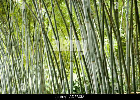 Bamboo grove. Plant stems. Thick bamboo forest. Southern nature. Fast ...