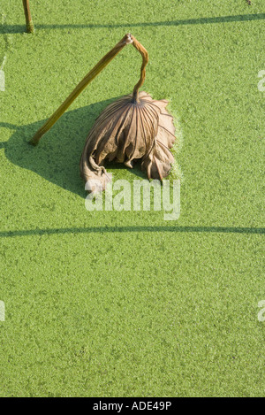 Dead leaves sinking into duckweed on surface of water, close-up Stock ...