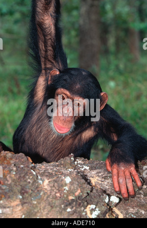 West African chimpanzee (Pan troglodytes verus) sitting thoughtfully in ...
