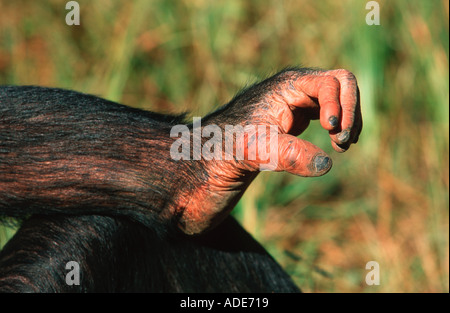 Close up of foot of Chimpanzee {Pan troglodytes} opposable toe Stock ...