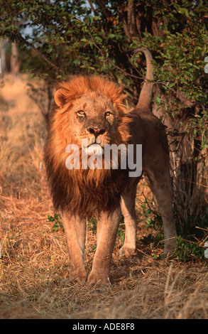 Lion (Panthera leo) male marking a tree stump by urinating, Masai Mara ...