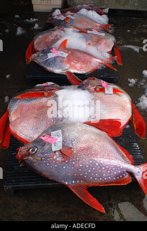 Opah at fish auction Lampris regius Honolulu Oahu Hawaii N Pacific ...