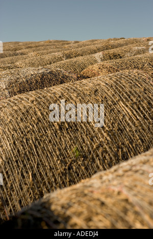 Round hay bales tied with string in a stubble field in rural Montana ...