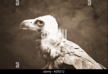 Portrait of a mean looking vulture with it s bald neck and sharp beak ...