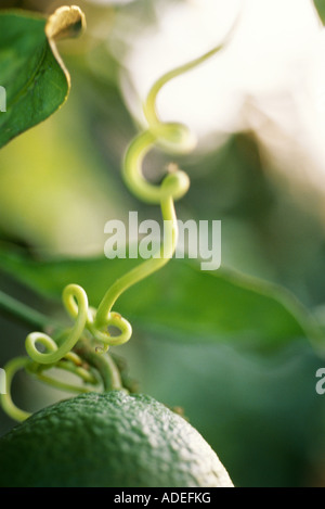 A selective focus of a green fresh tendril growing in a garden Stock ...