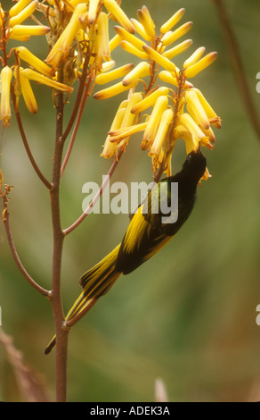 Golden-winged Sunbird (Nectarinia reichenowi) adult female, perched on ...