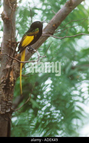 Golden-winged Sunbird (Nectarinia reichenowi) adult female, perched on ...