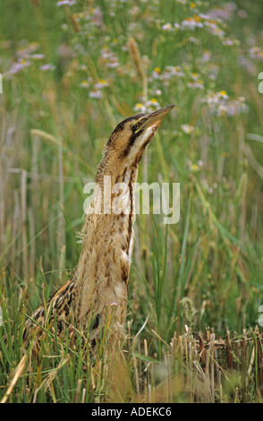 BITTERN BOTAURUS STELLARIS STANDING AMONGST REEDS FRONT VIEW Stock ...