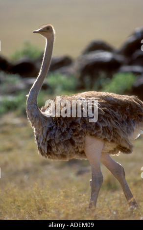 Common ostrich with pink bill, long lashes over black eye, slender ...