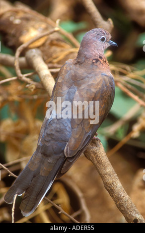 Laughing Dove (Streptopelia senegalensis), Kenya, Palm Dove, side Stock ...