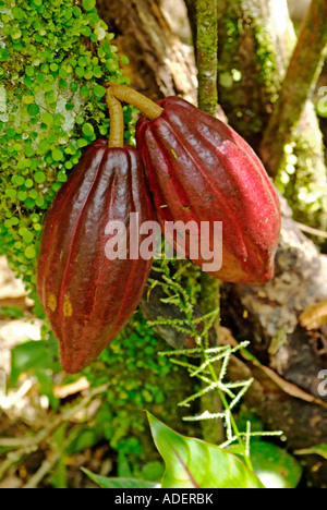 Cacao tree with cacao fruit pods hanging from the branches Stock Photo ...