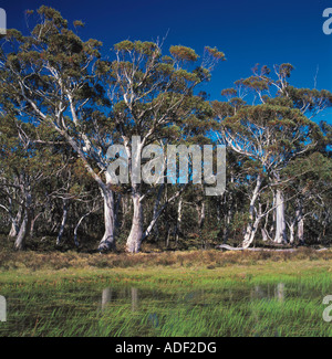 Snow gums (Eucalyptus pauciflora). on the once scenic Lake Mountain ...