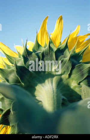 Sunflower from underneath Stock Photo - Alamy