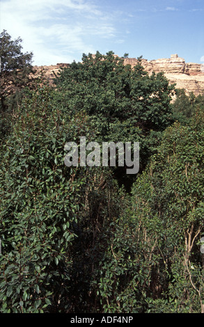 qat plantation at Wadi Dahr, Beit Naam, Yemen Stock Photo - Alamy
