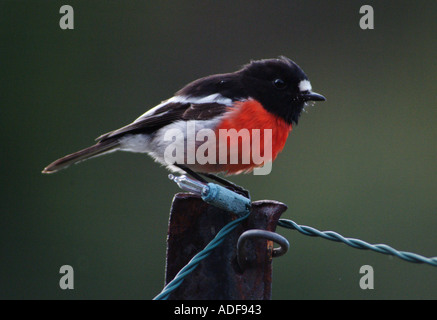 Red breasted robin Margaret River Western Australia Stock Photo - Alamy
